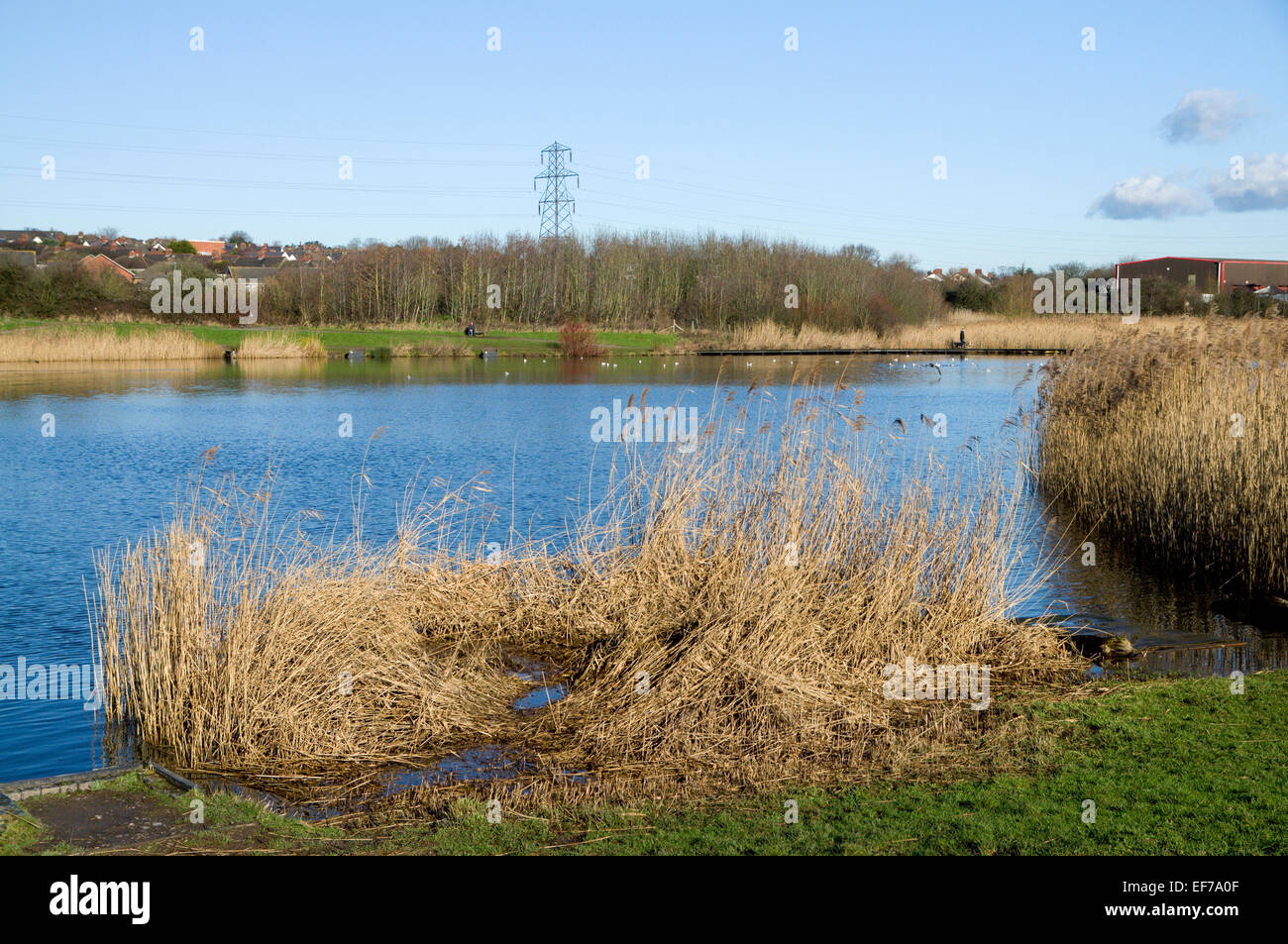 Lamby lake hi-res stock photography and images - Alamy