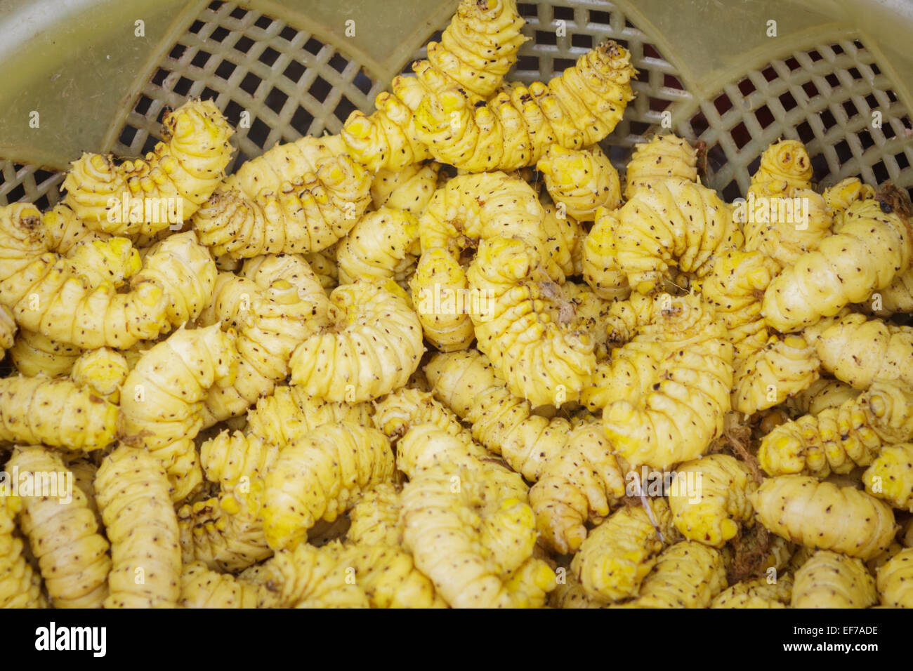 Yellow bamboo worms at local market in Vietnam Stock Photo - Alamy