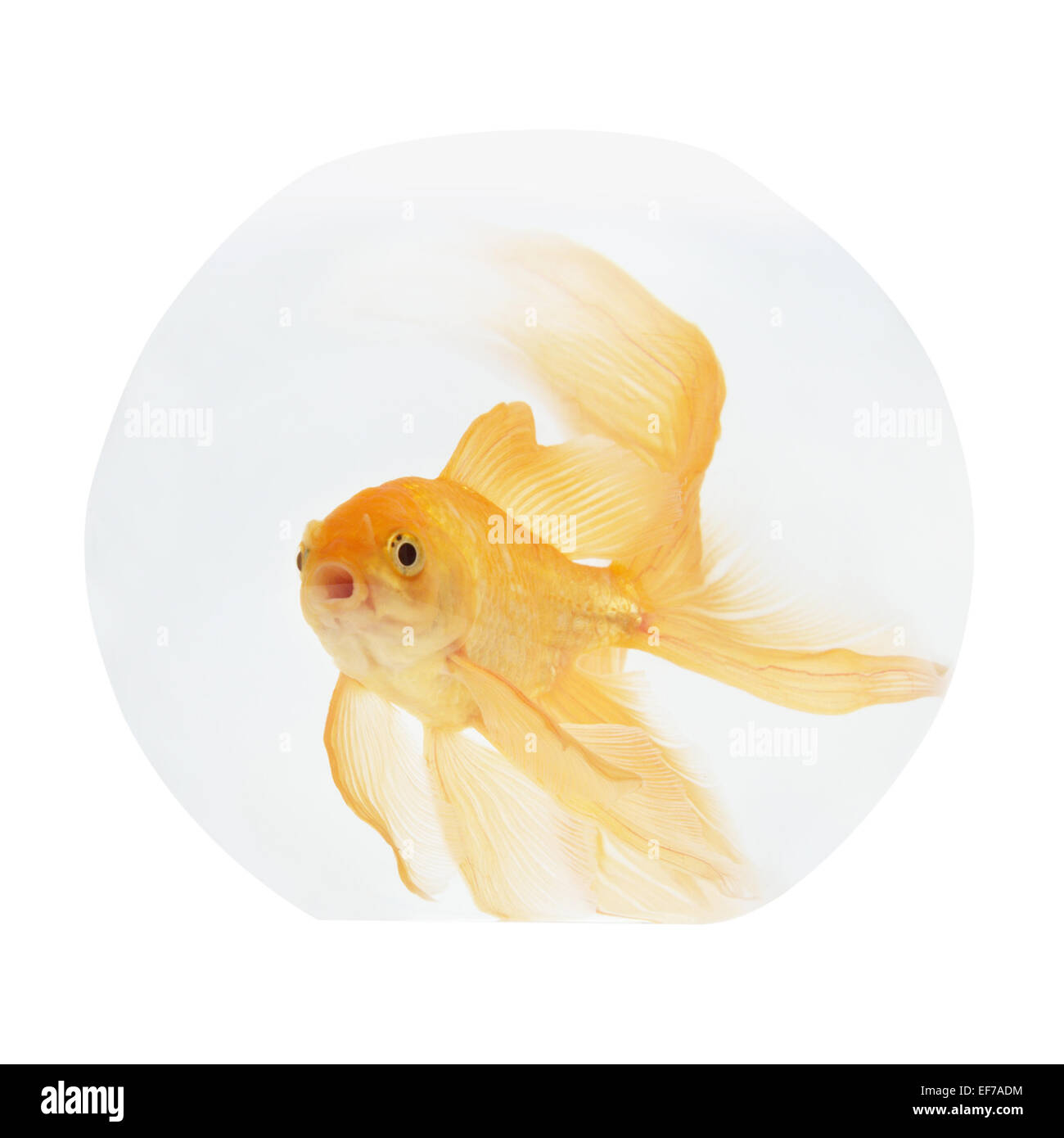 A golden fish in aquarium isolated on white Stock Photo - Alamy