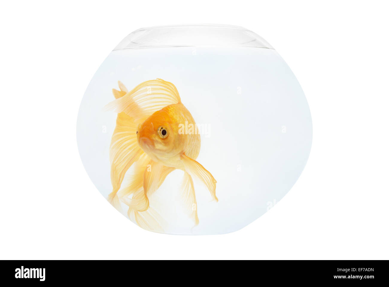 A golden fish in aquarium isolated on white Stock Photo - Alamy