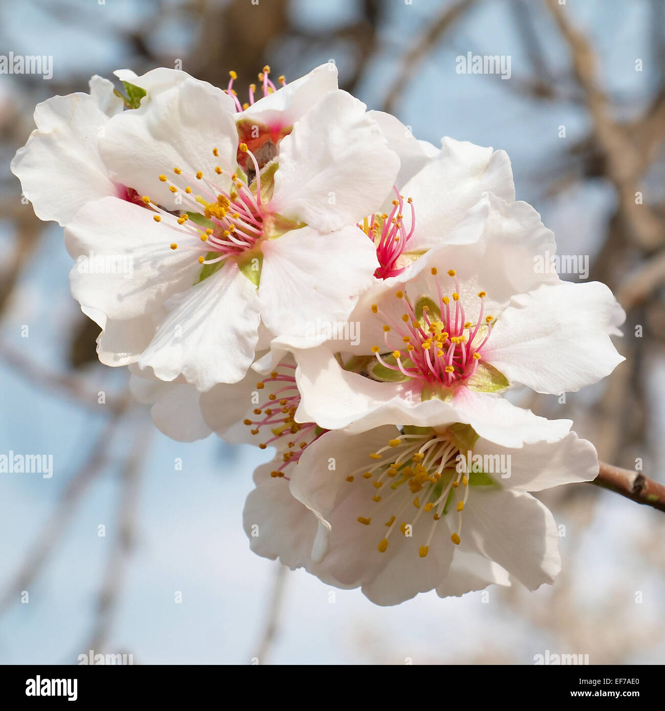The almond tree pink flowers with branches Stock Photo - Alamy