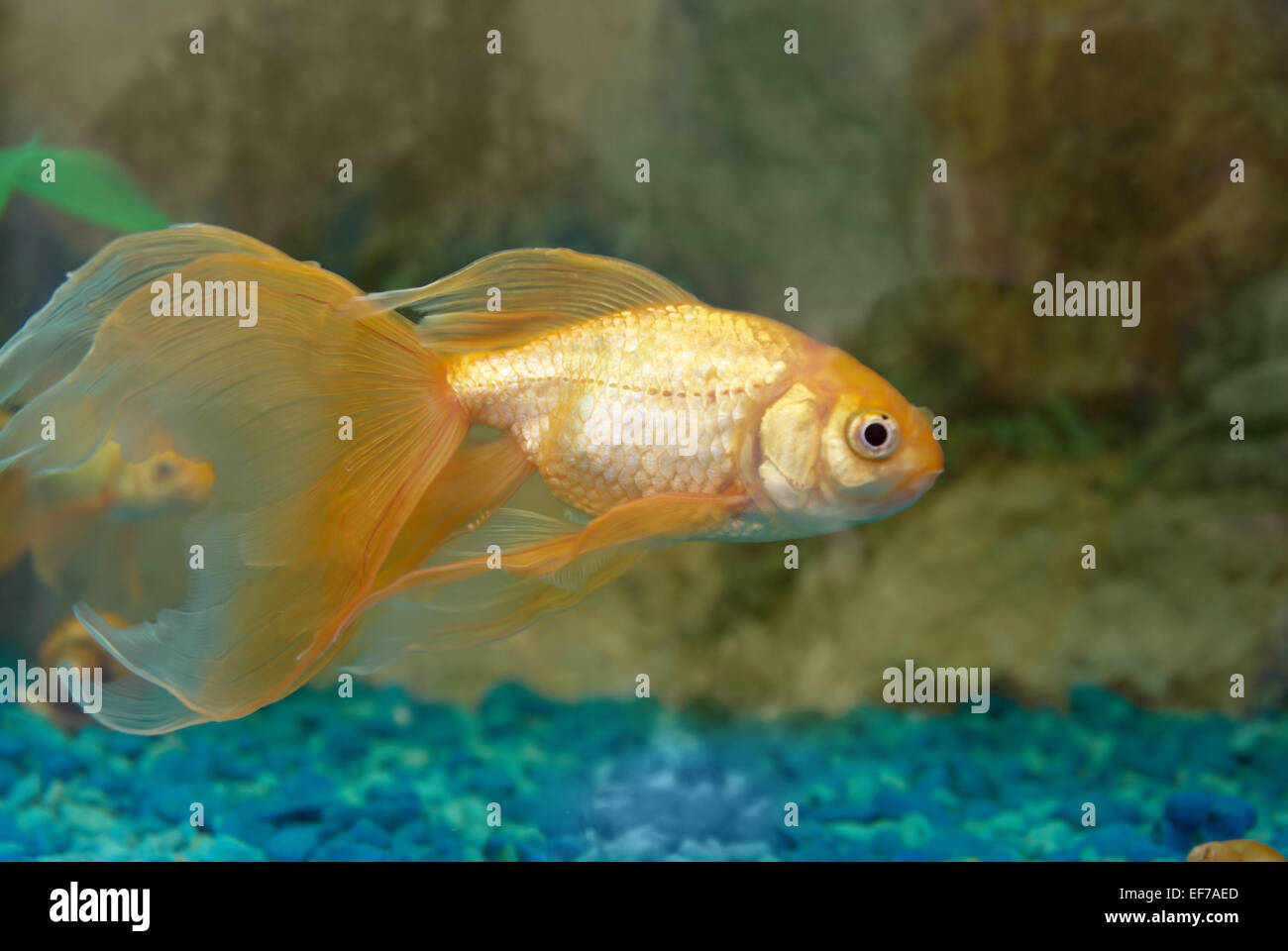 Tropical golden fish in aquarium Stock Photo - Alamy
