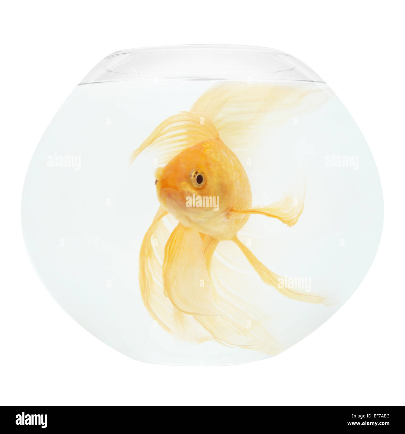 A golden fish in aquarium isolated on white Stock Photo - Alamy