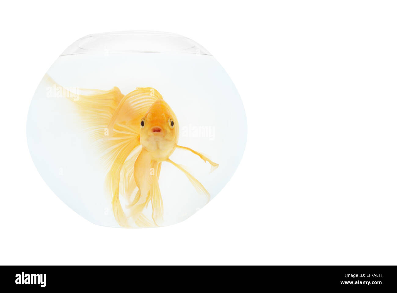 A golden fish in aquarium isolated on white Stock Photo - Alamy