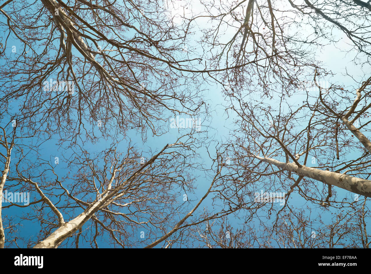 Spring treetops with blue sky and clouds Stock Photo - Alamy