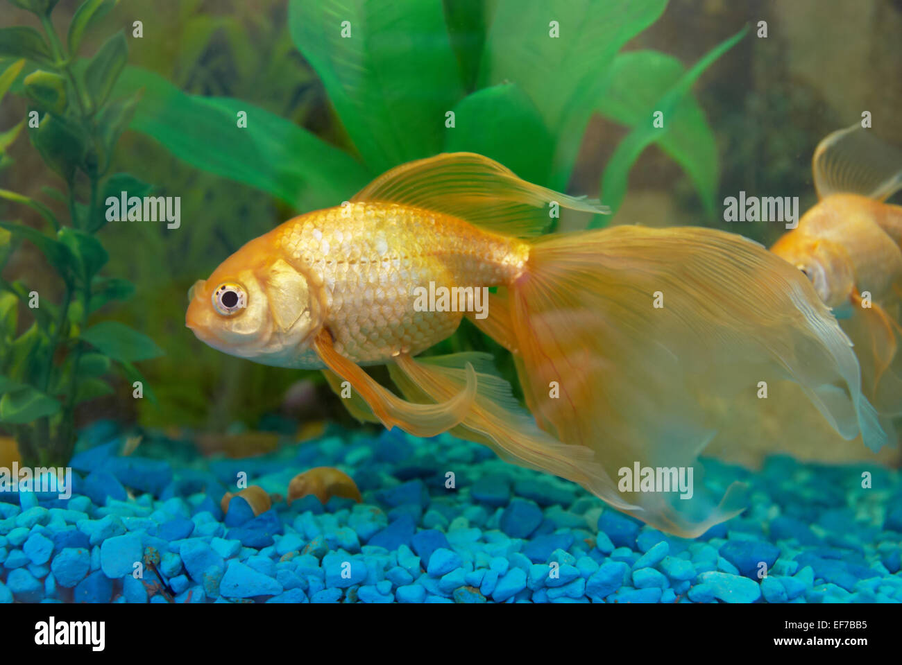 Tropical golden fish in aquarium Stock Photo - Alamy