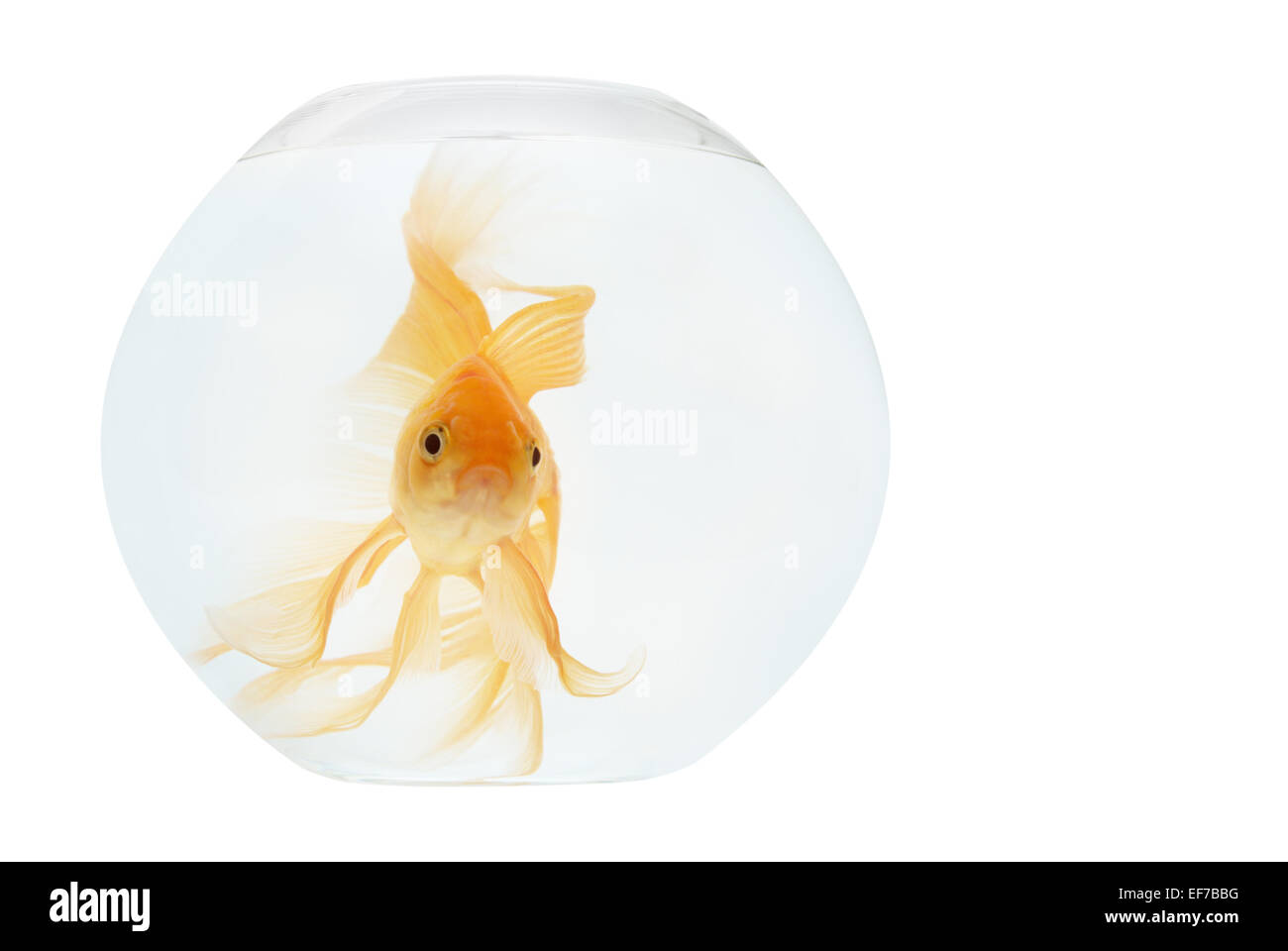 A golden fish in aquarium isolated on white Stock Photo - Alamy