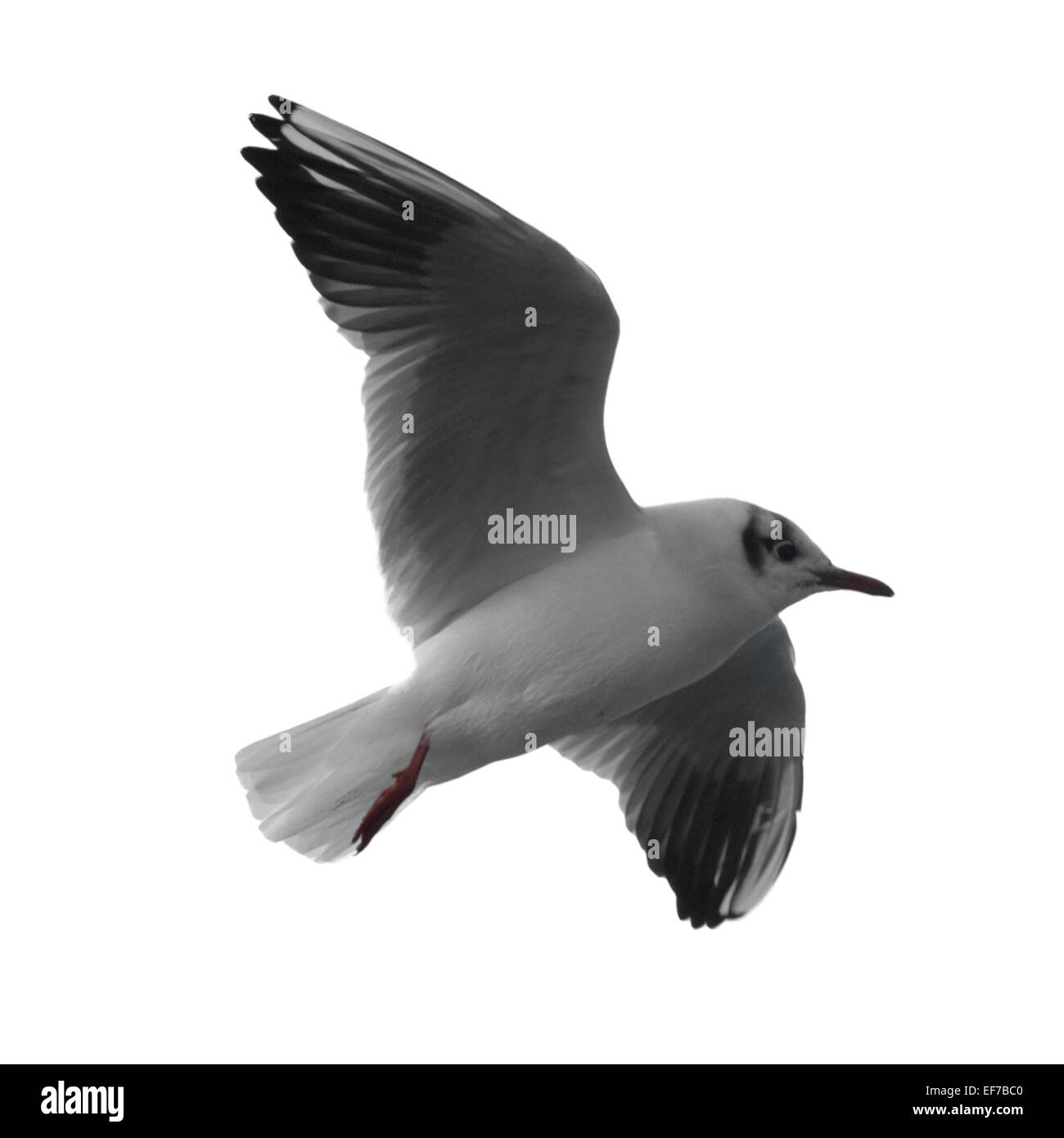 Seagull on the blue background Stock Photo - Alamy