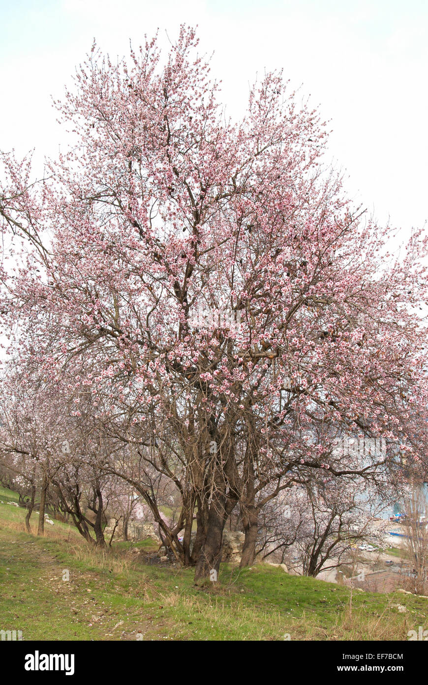 Blooming almond tree with white- pink flowers Stock Photo - Alamy