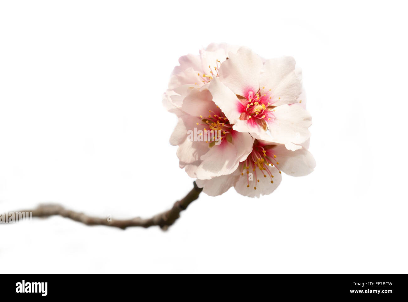 Blooming flowers branches plants Cut Out Stock Images & Pictures - Alamy