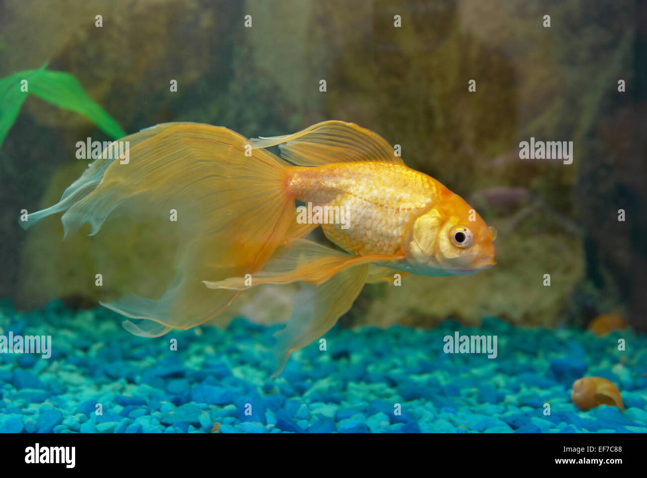 Tropical golden fish in aquarium Stock Photo - Alamy