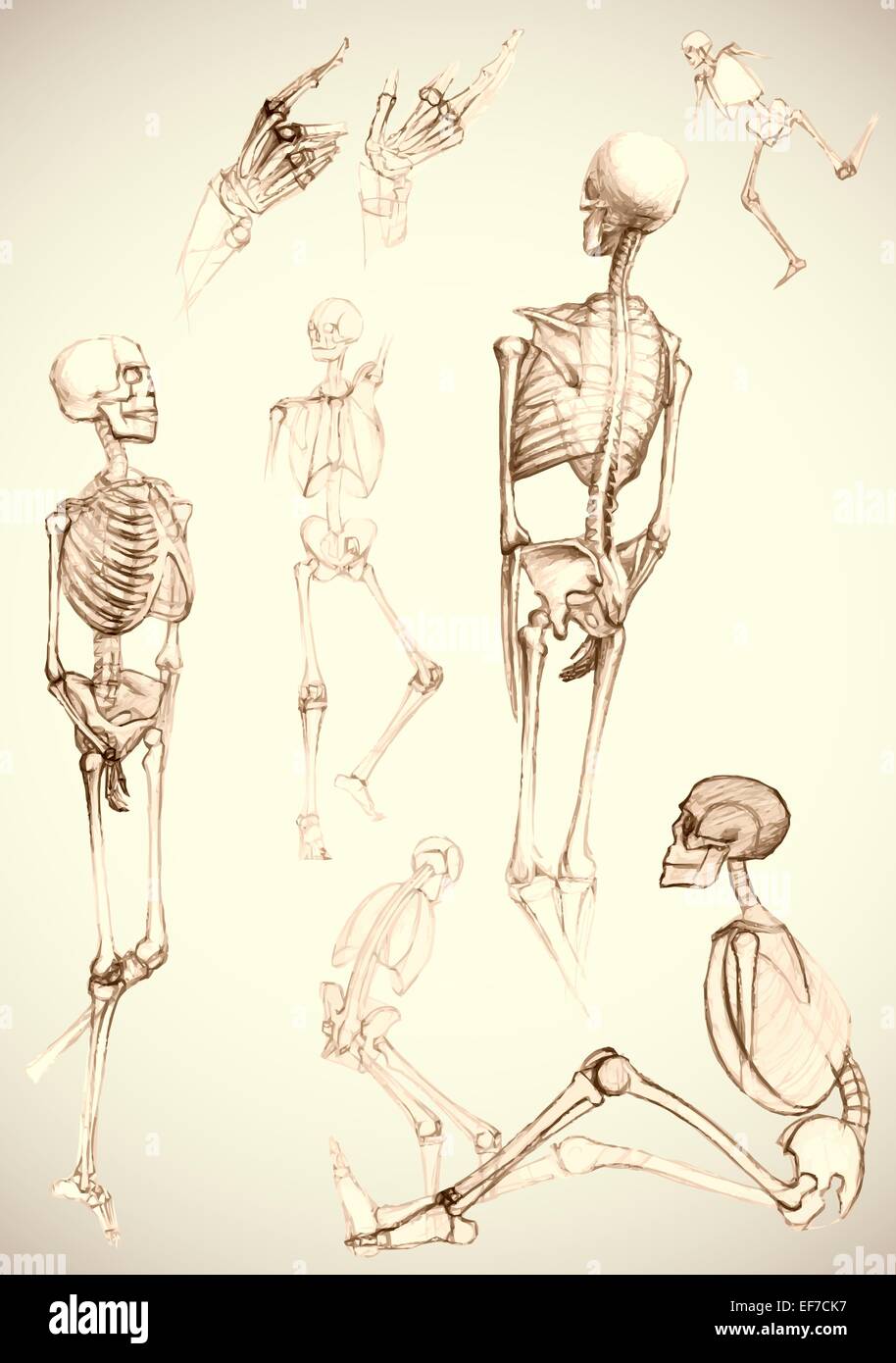 Human body parts hi-res stock photography and images - Alamy