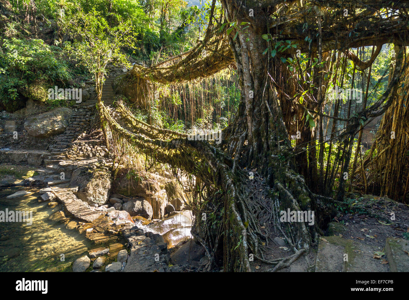 Umshiang Double-Decker Root Bridge - living bridge - is made out of the ...