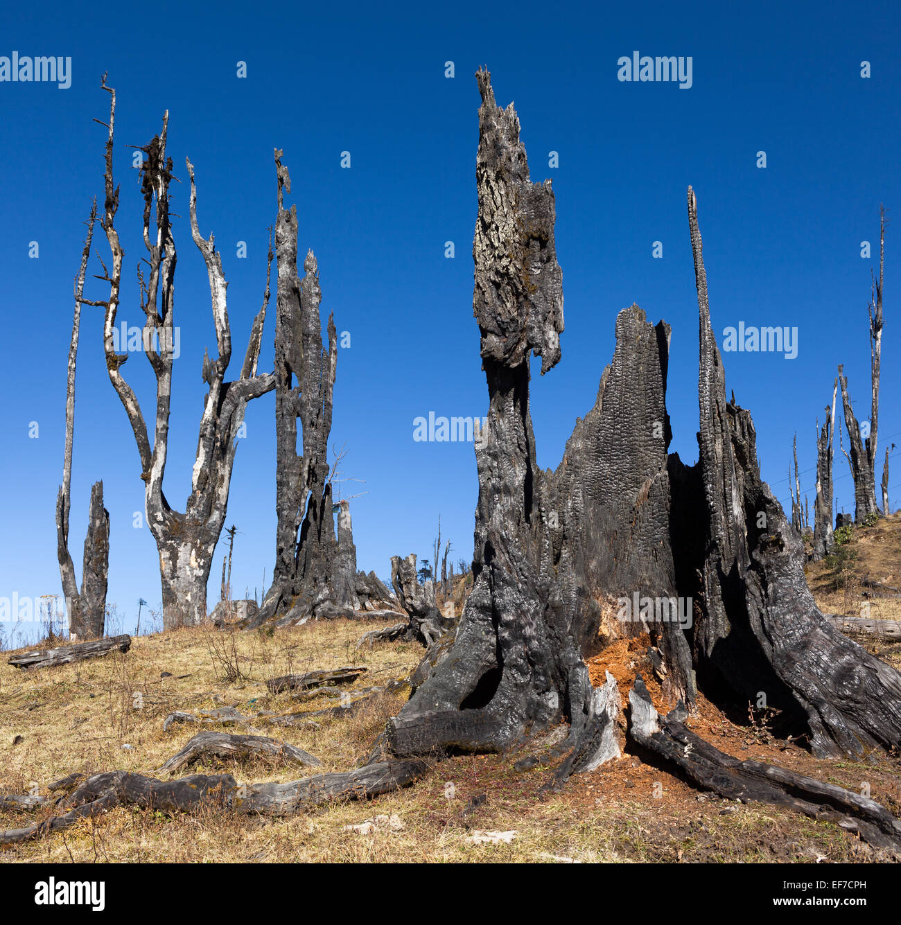 Remaining black tree skeltons of a burnt forest in the hights near the ...