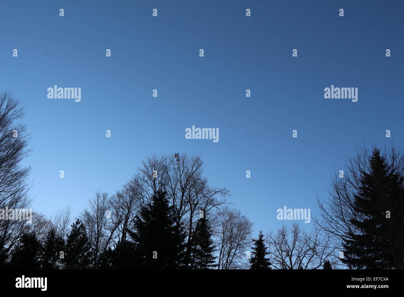 Blue sky with trees hi-res stock photography and images - Alamy