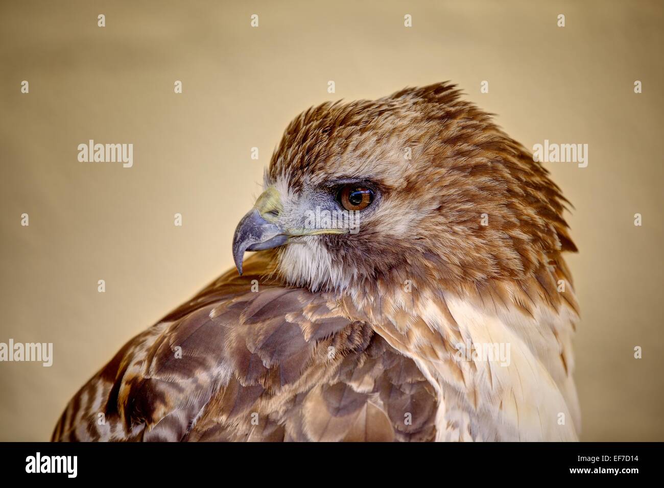 A close up portrait of a Ferruginous Buzzard (brown), head and ...