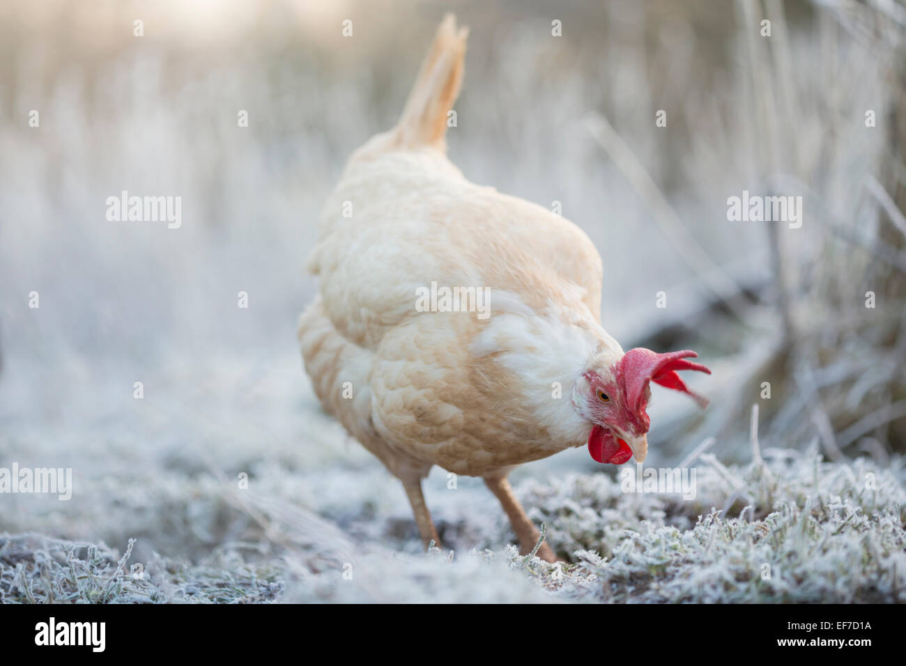 Free range hens grazing hi-res stock photography and images - Alamy