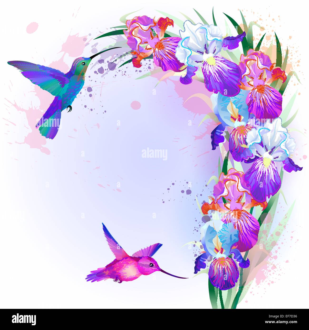 Vector holidays Card with bright multicolored Iris flowers and ...
