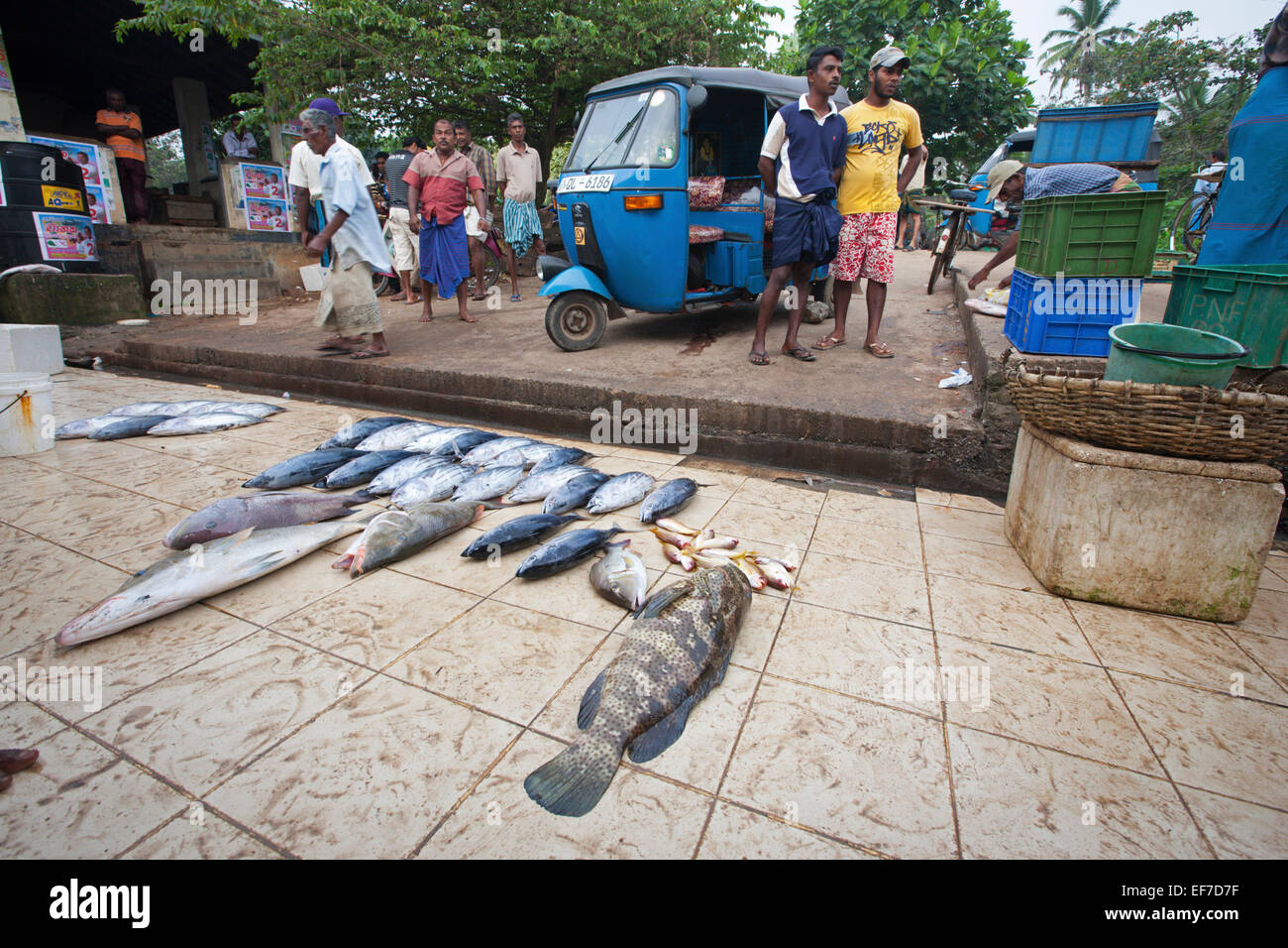 Sri lankan men hi-res stock photography and images - Alamy