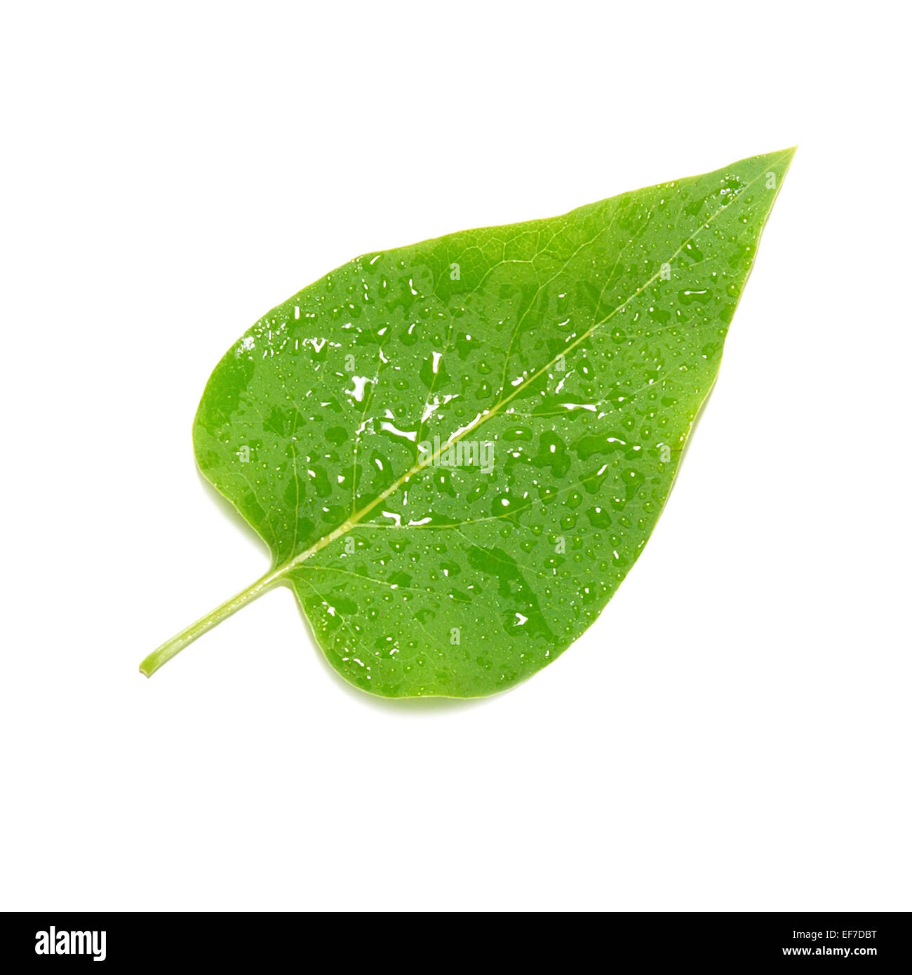 Green lilac leaf isolated on white background Stock Photo - Alamy