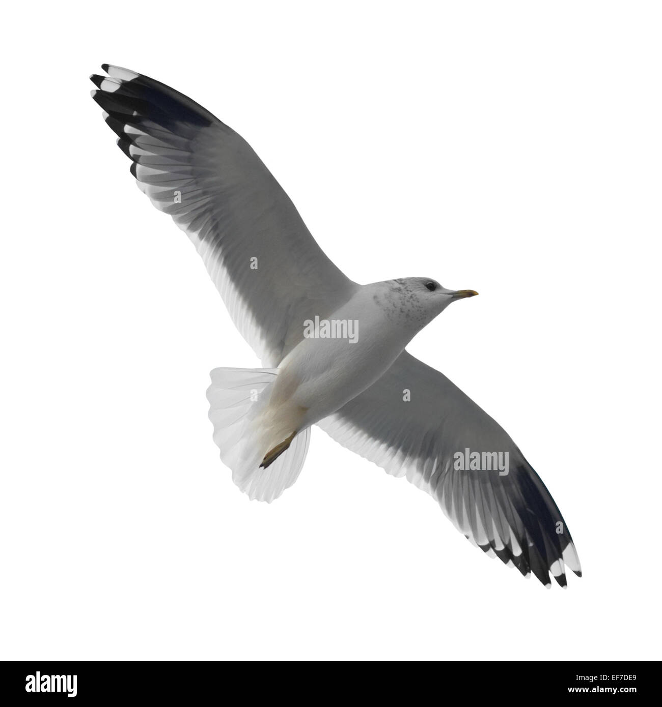 Flying seagull isolated on the white background Stock Photo - Alamy