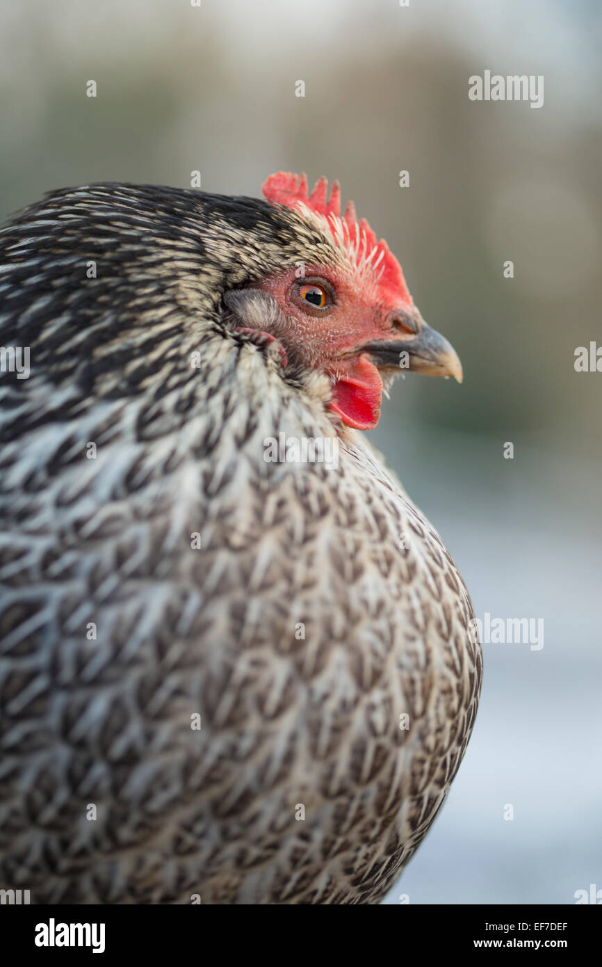 Hen and chicken hi-res stock photography and images - Alamy