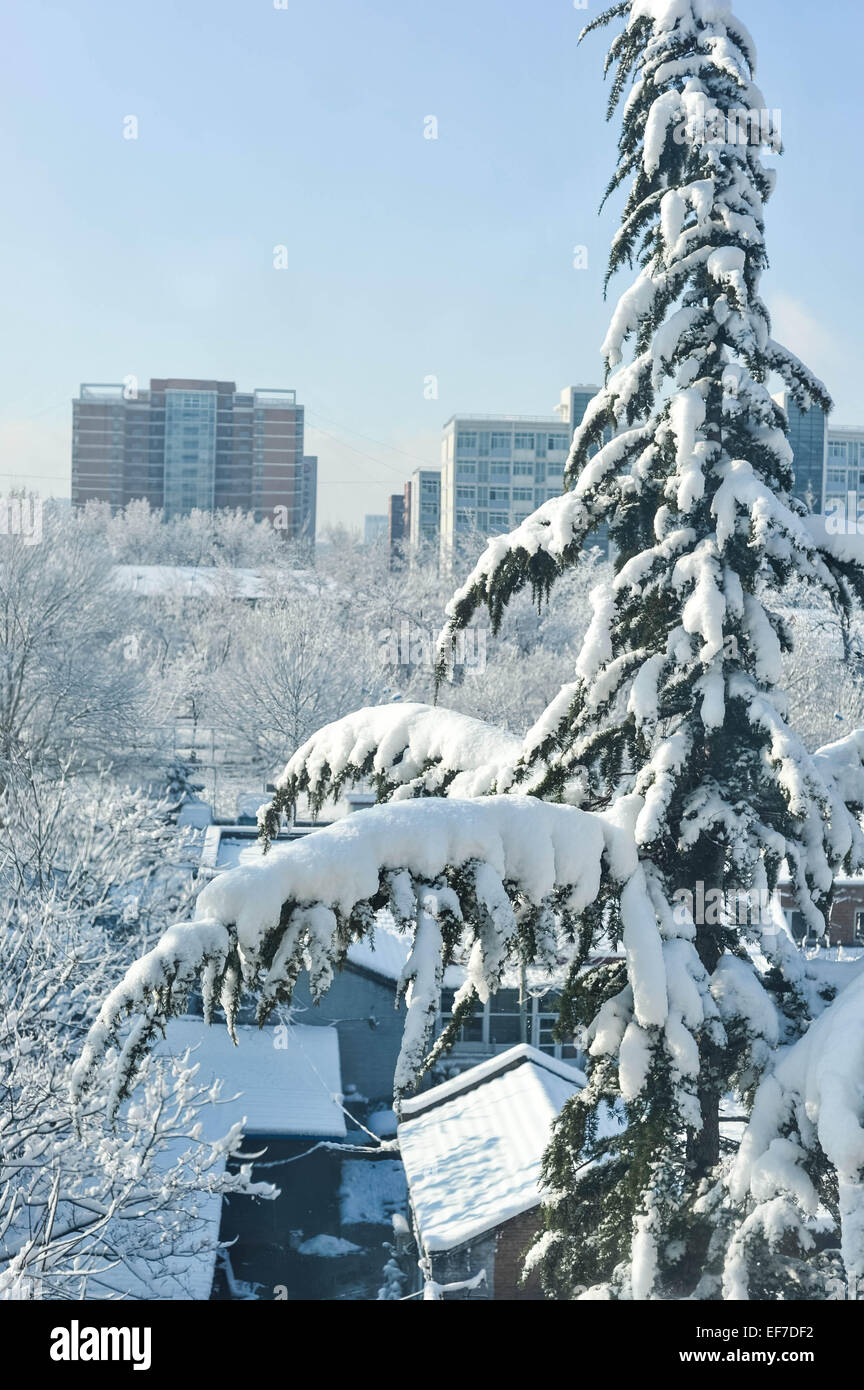 Snowy trees in Beijing, China Stock Photo - Alamy