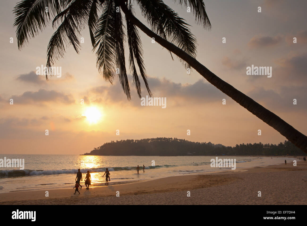 Palm tree on mirissa beach hi-res stock photography and images - Alamy