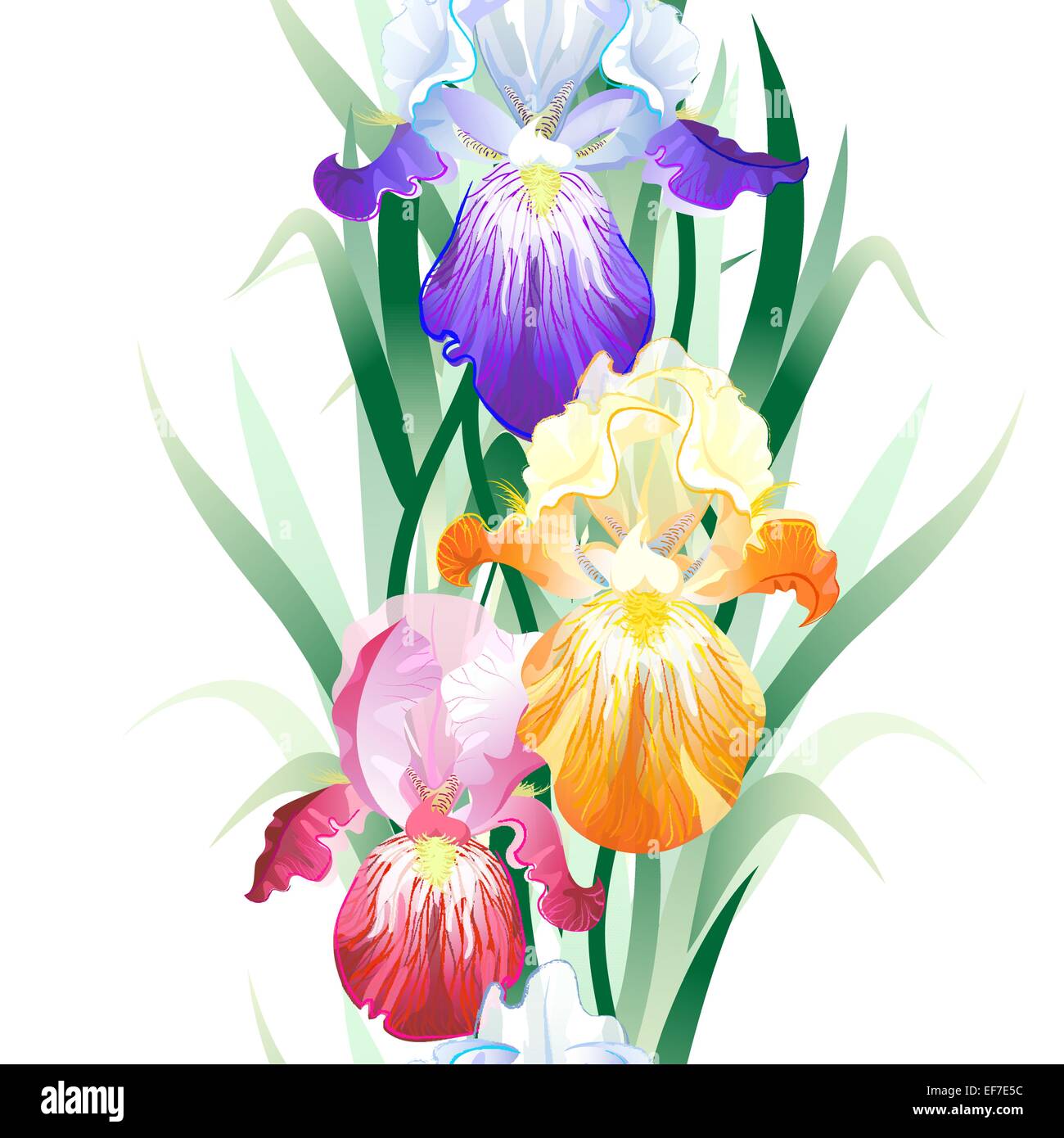 Iris happy birthday hi-res stock photography and images - Alamy