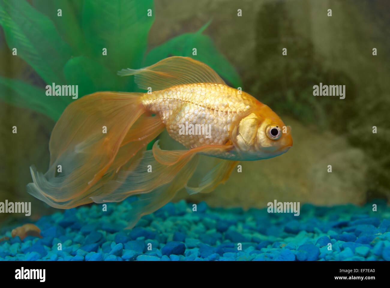 Tropical golden fish in aquarium Stock Photo - Alamy