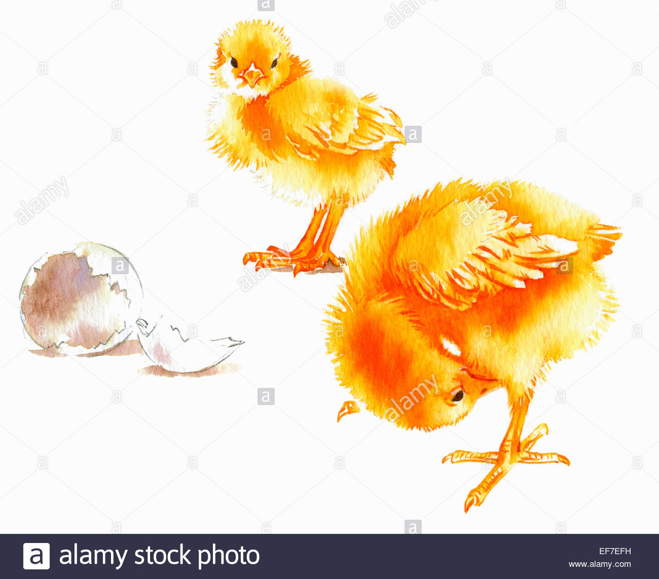 Chicken Chick Hatching From Egg Stock Photos & Chicken Chick Hatching ...