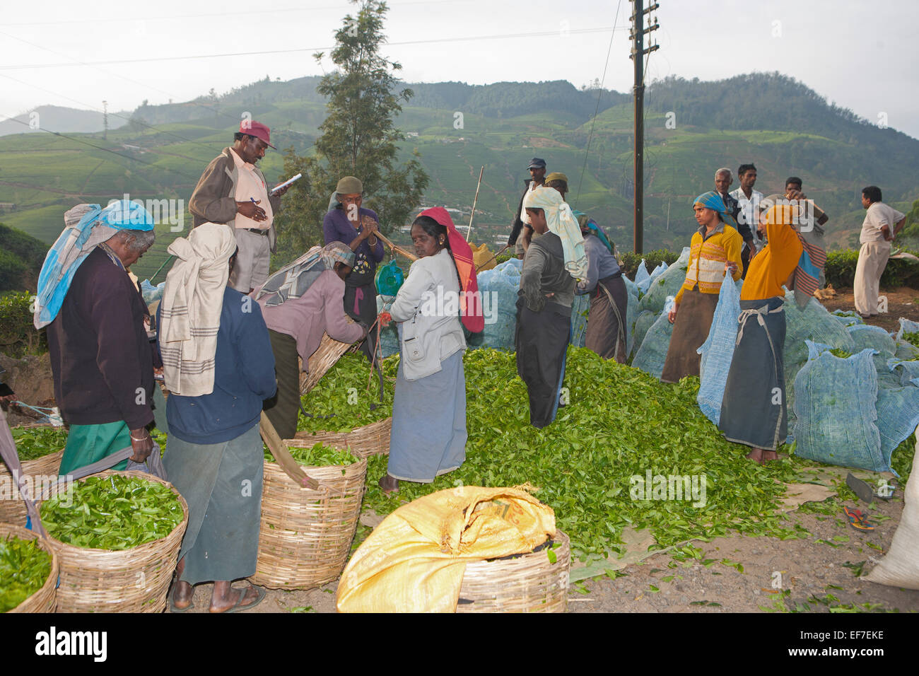 Sri lanka tea baskets hi-res stock photography and images - Alamy