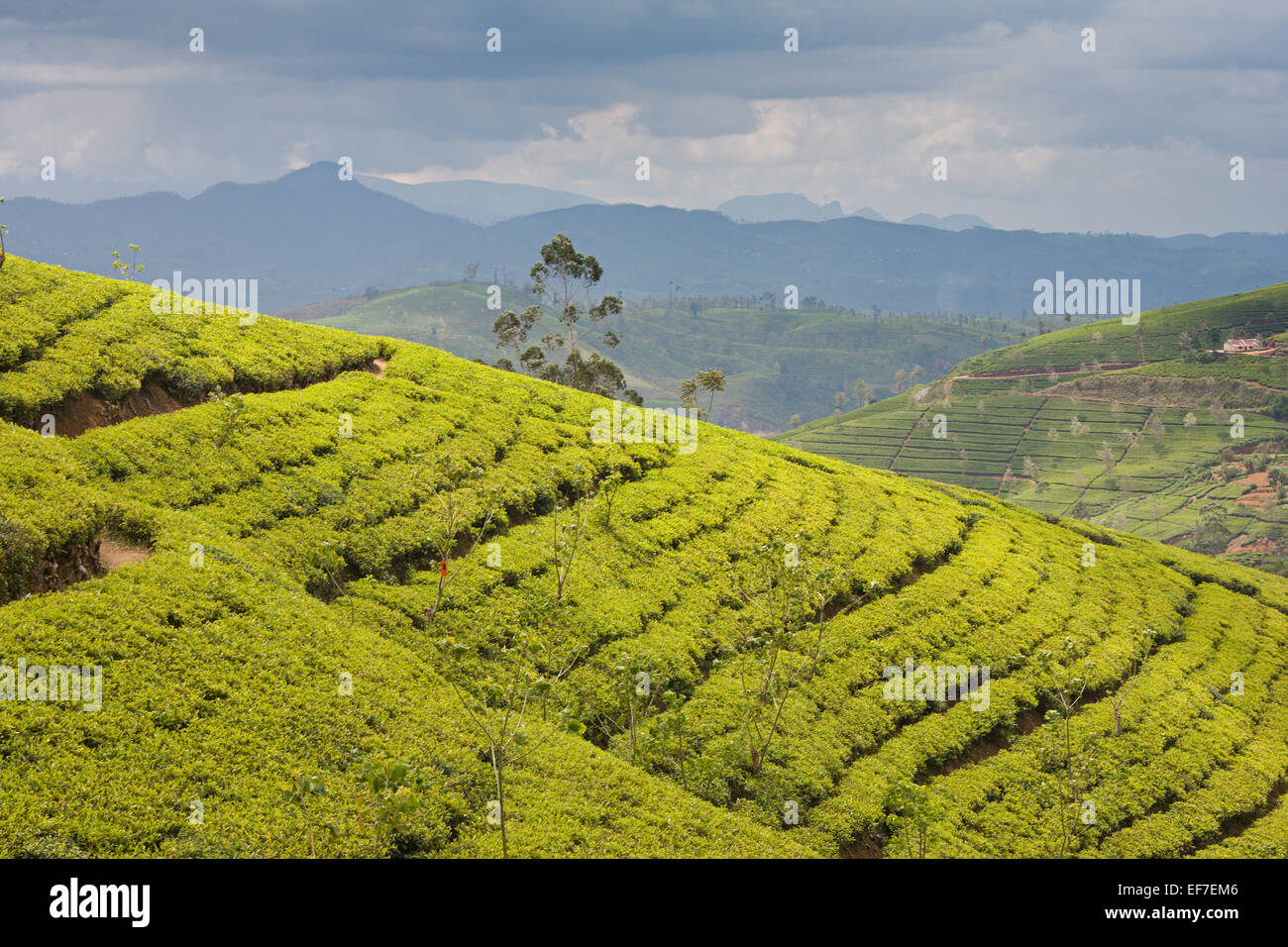 TEA PLANTATIONS IN NUWARA ELIYA; SOUTHERN HILL COUNTRY Stock Photo - Alamy