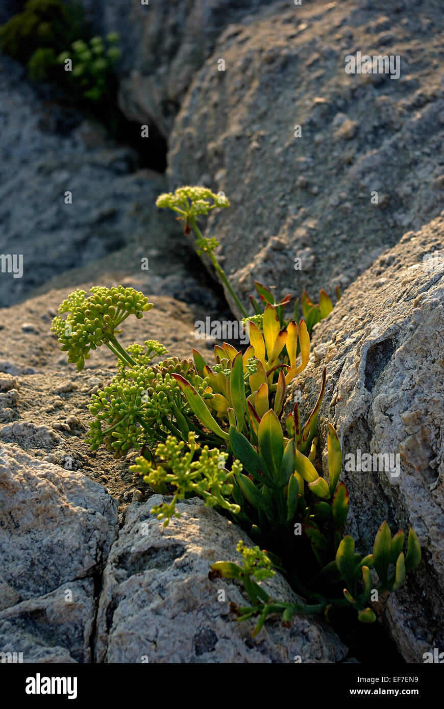 Sun lit granite cliff hi-res stock photography and images - Alamy