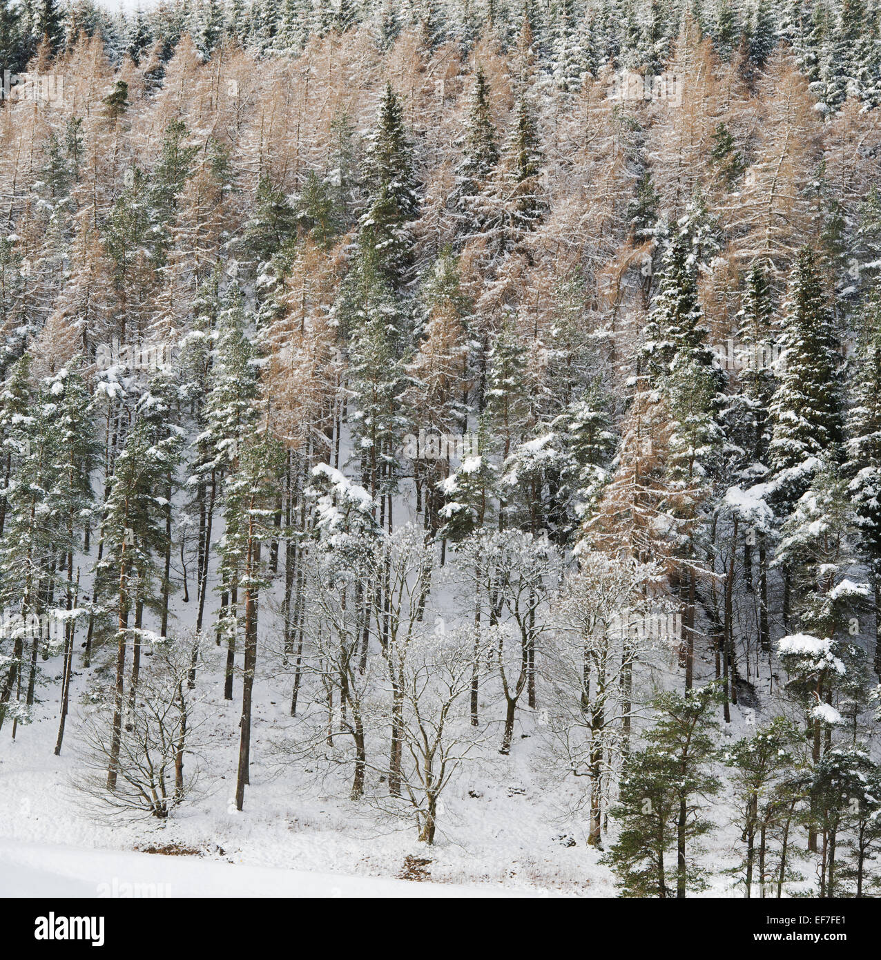 Snow covered woodland trees in winter. Scottish borders, Scotland Stock ...