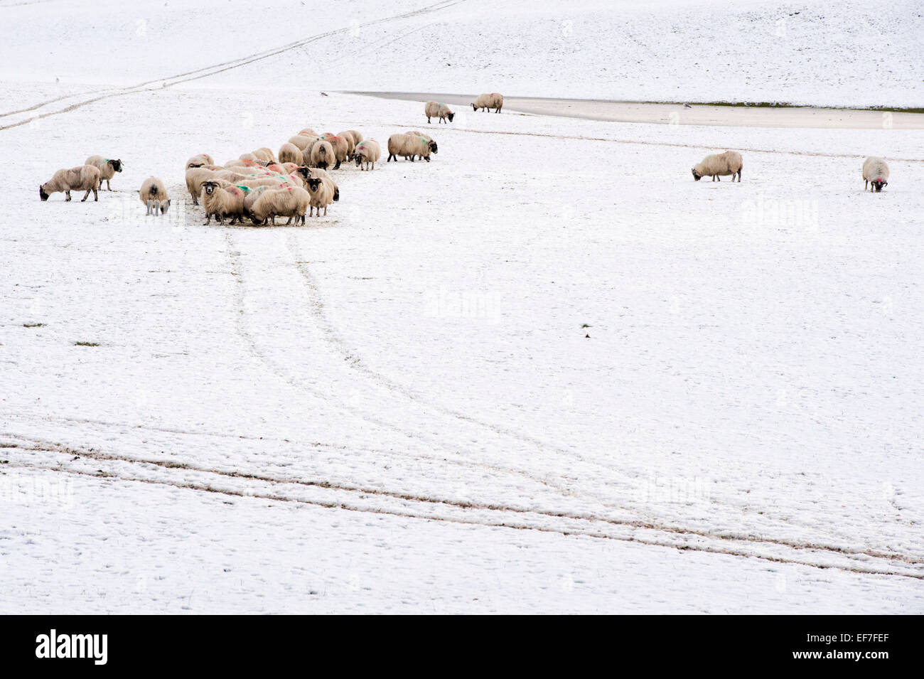 Sheep tracks hi-res stock photography and images - Alamy