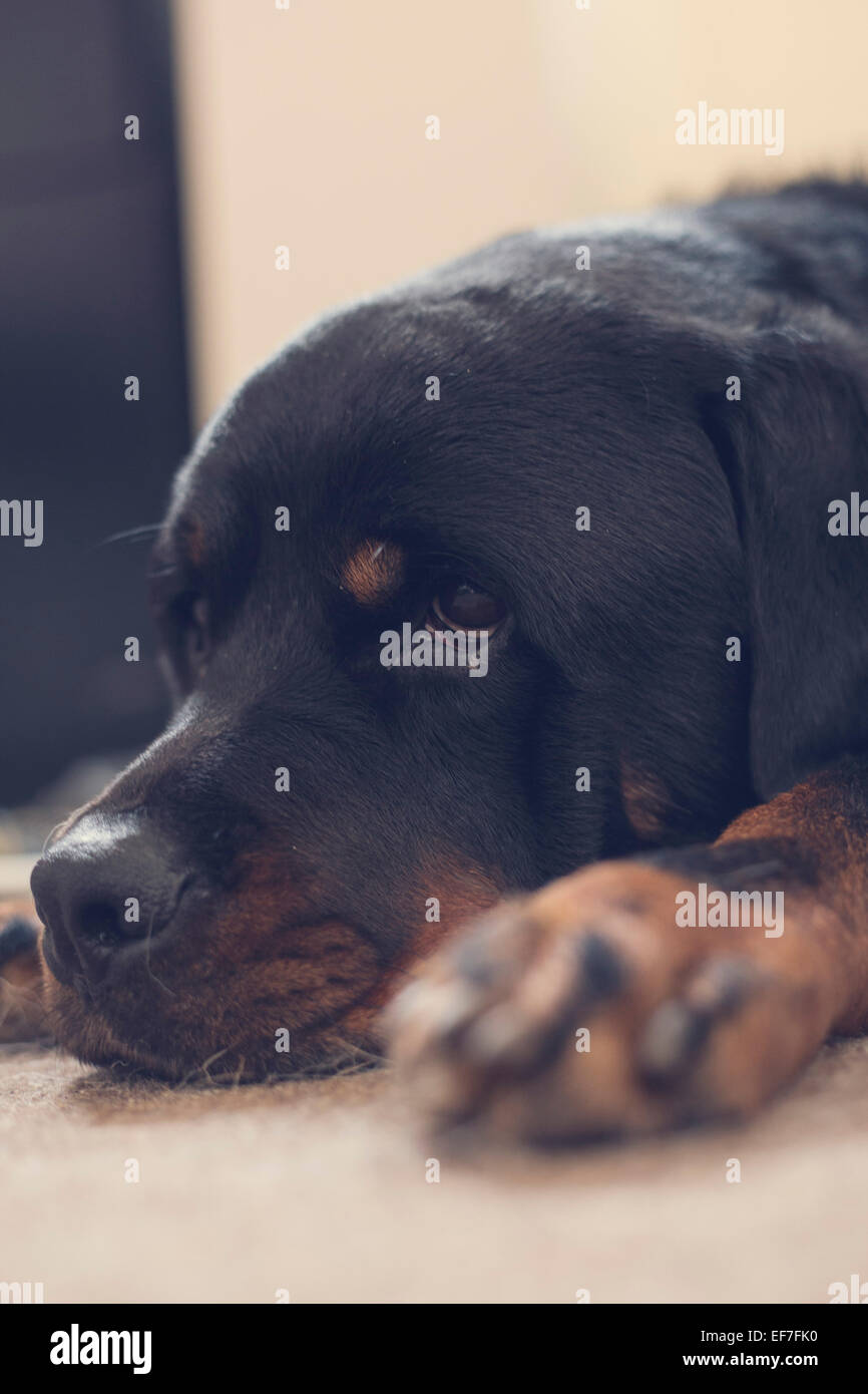 Canine rest hi-res stock photography and images - Alamy