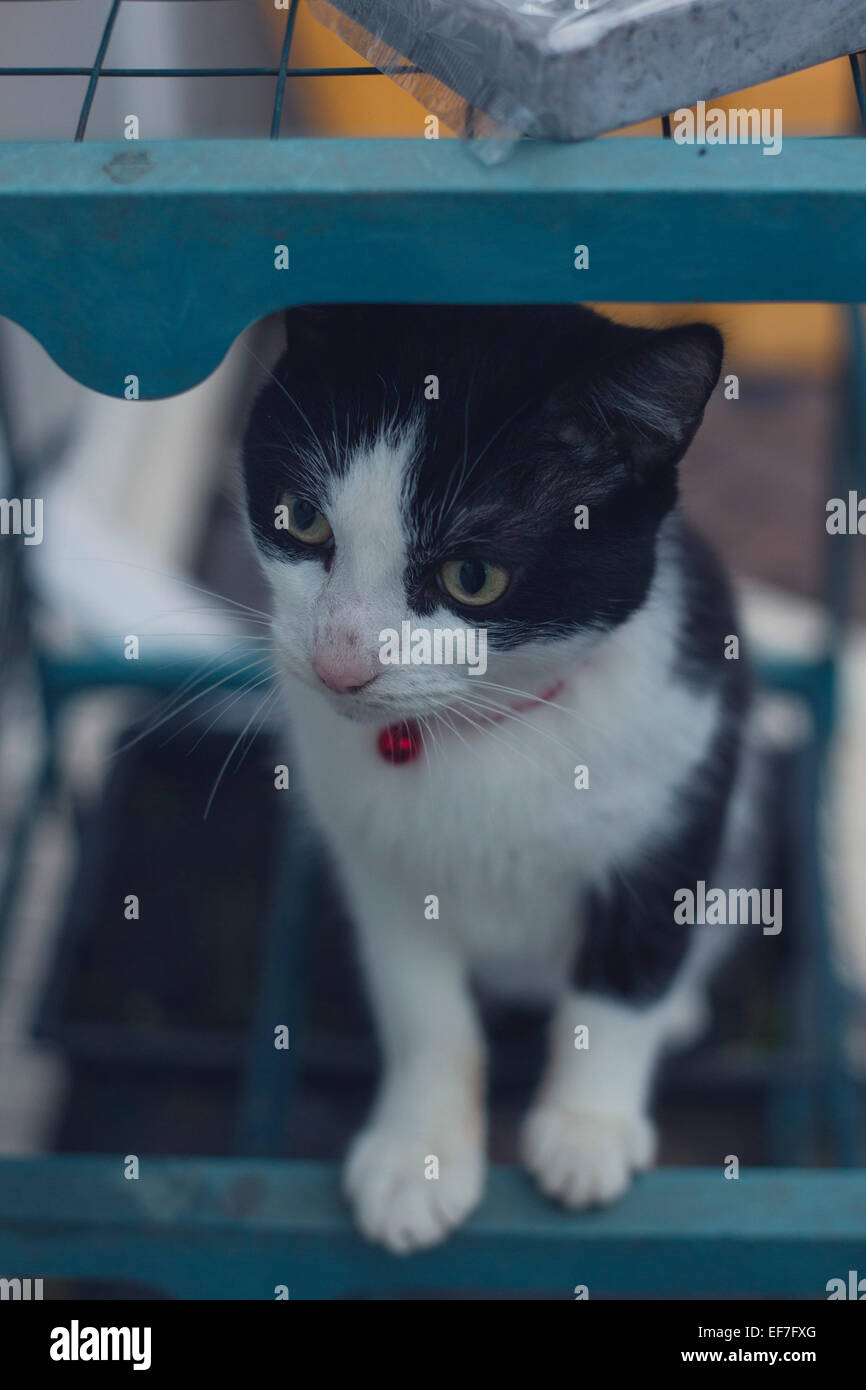 A kitten exploring the outdoors Stock Photo - Alamy