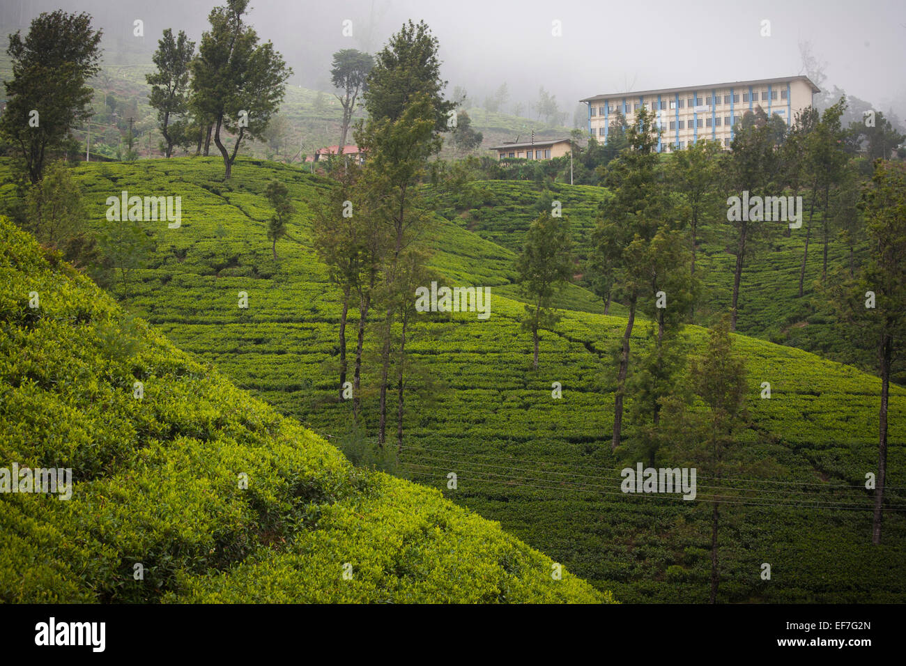Tea Plantation building Stock Photo - Alamy