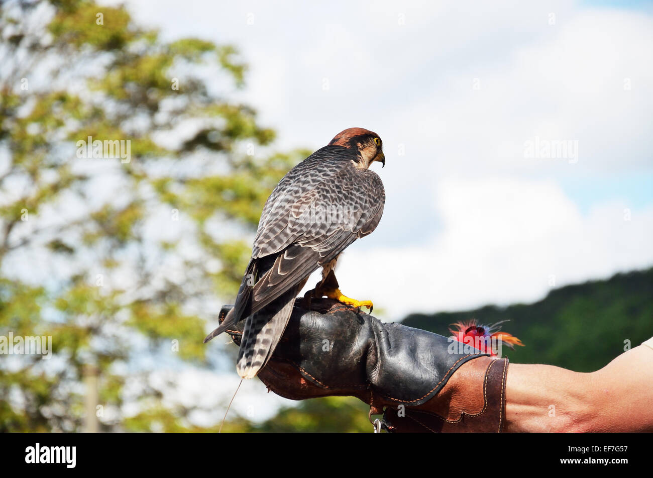 Show with hand hi-res stock photography and images - Alamy