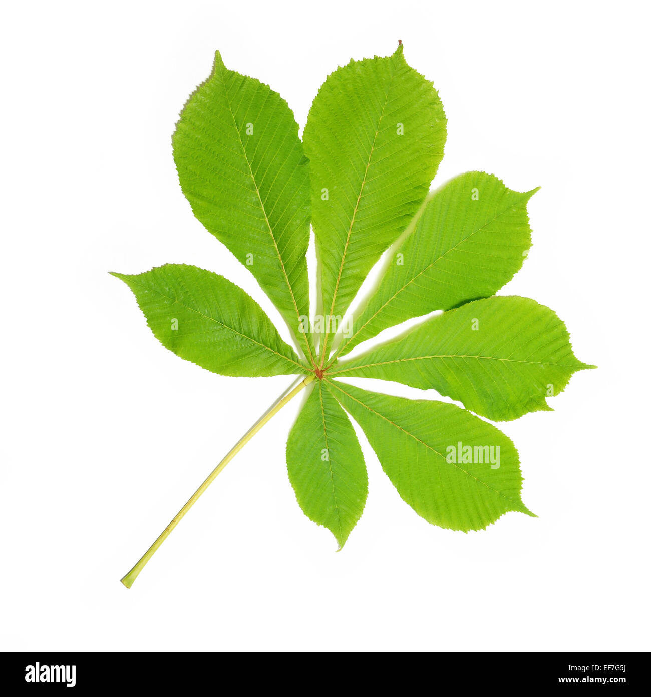 Group of chestnut green leaves isolated on white Stock Photo - Alamy