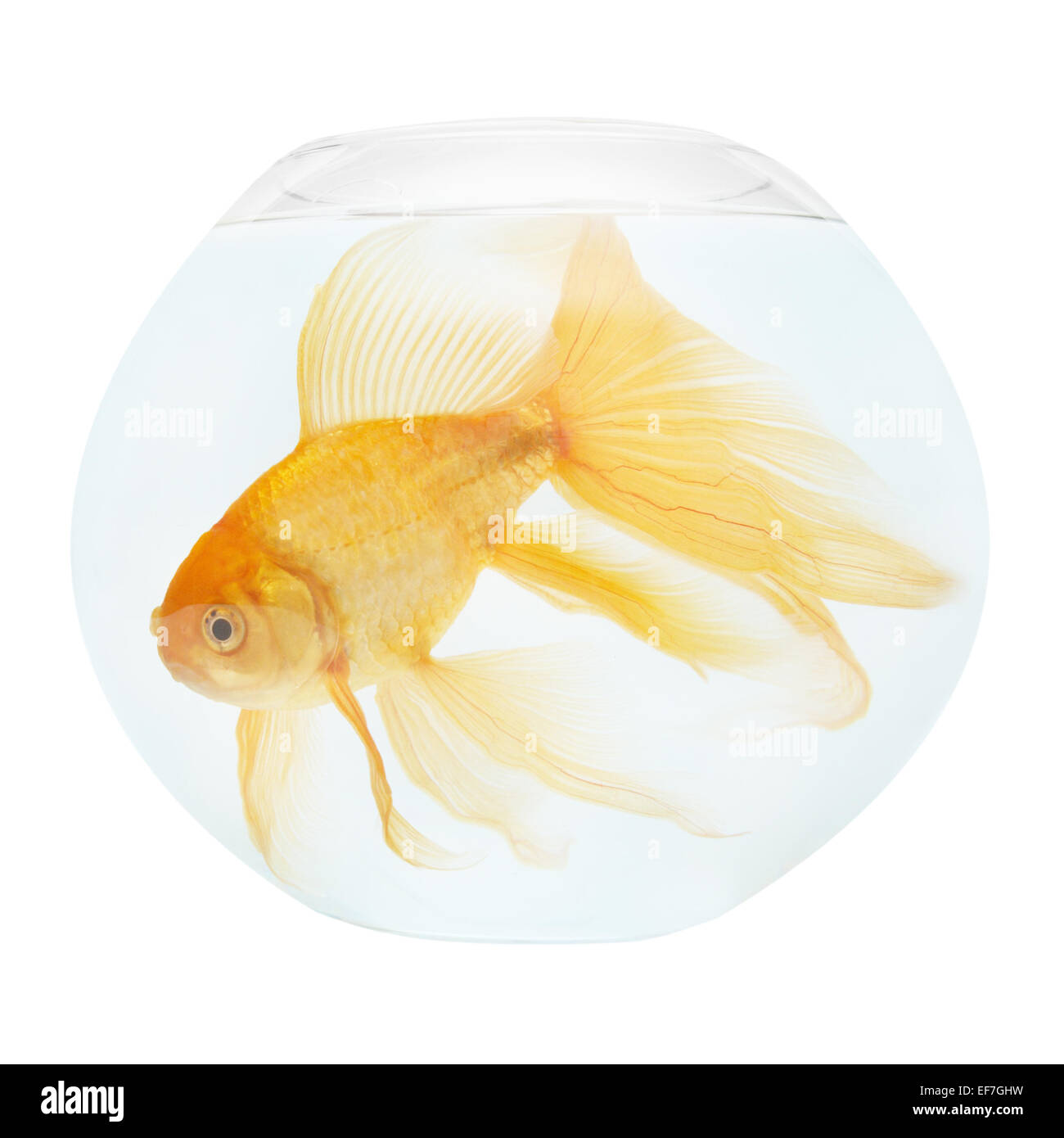 A golden fish in aquarium isolated on white Stock Photo - Alamy