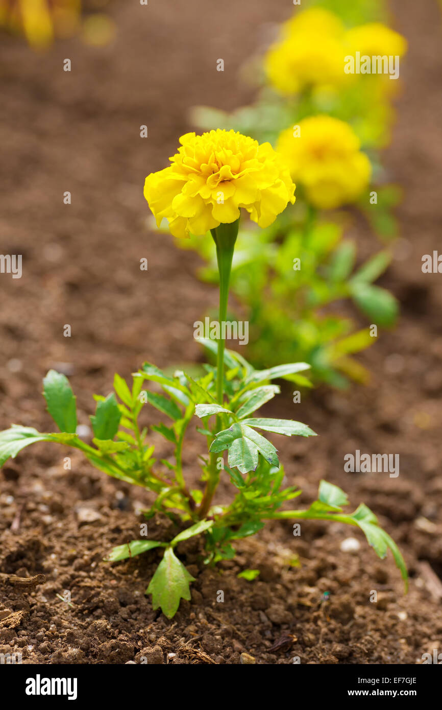 Newly planted marigolds in the spring garden Stock Photo - Alamy