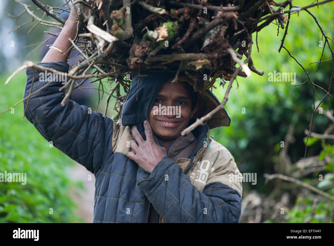 TEA PLANTATION WORKER CARRYING BRANCHES Stock Photo - Alamy