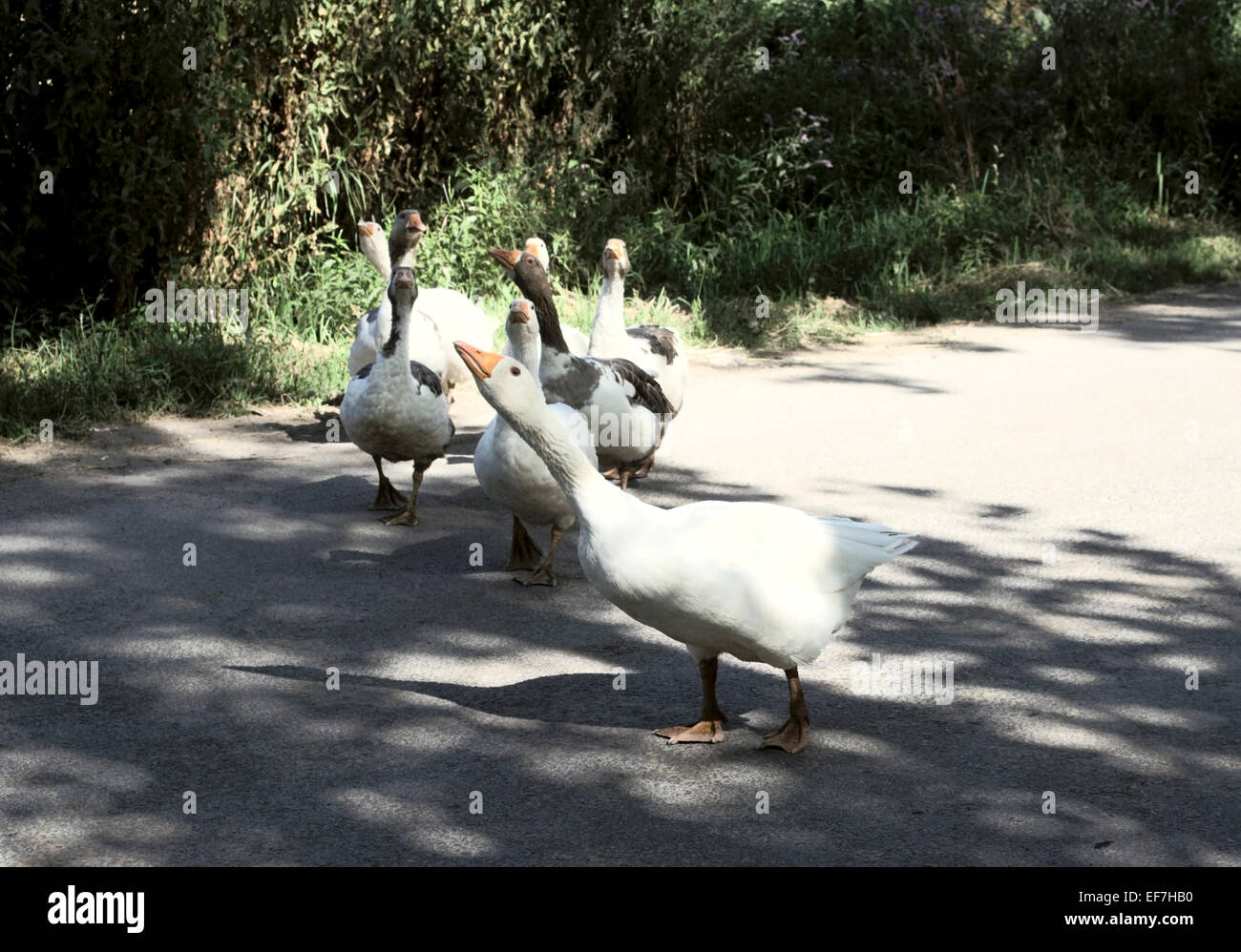 Geese crossing the road Stock Photo - Alamy