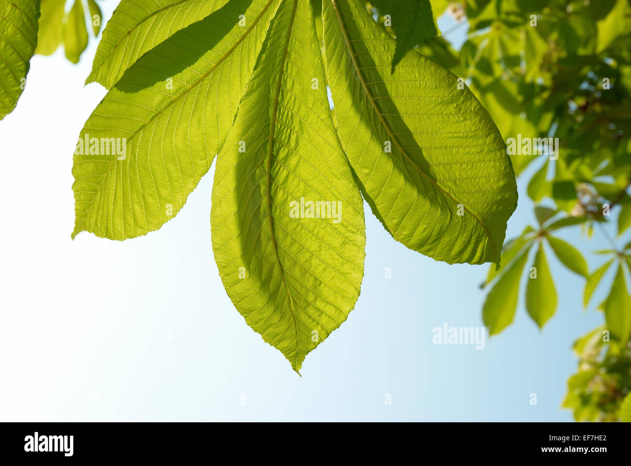 Green chestnut leaves with sunny blue sky Stock Photo - Alamy