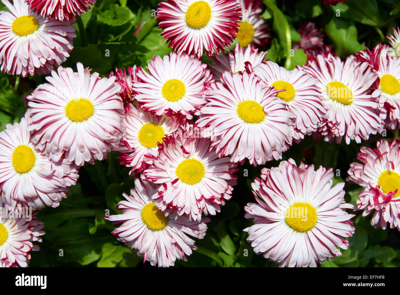 Daisies in the garden with green leaves Stock Photo - Alamy