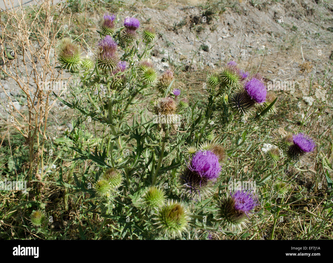 Flowering bush thorns Stock Photo - Alamy