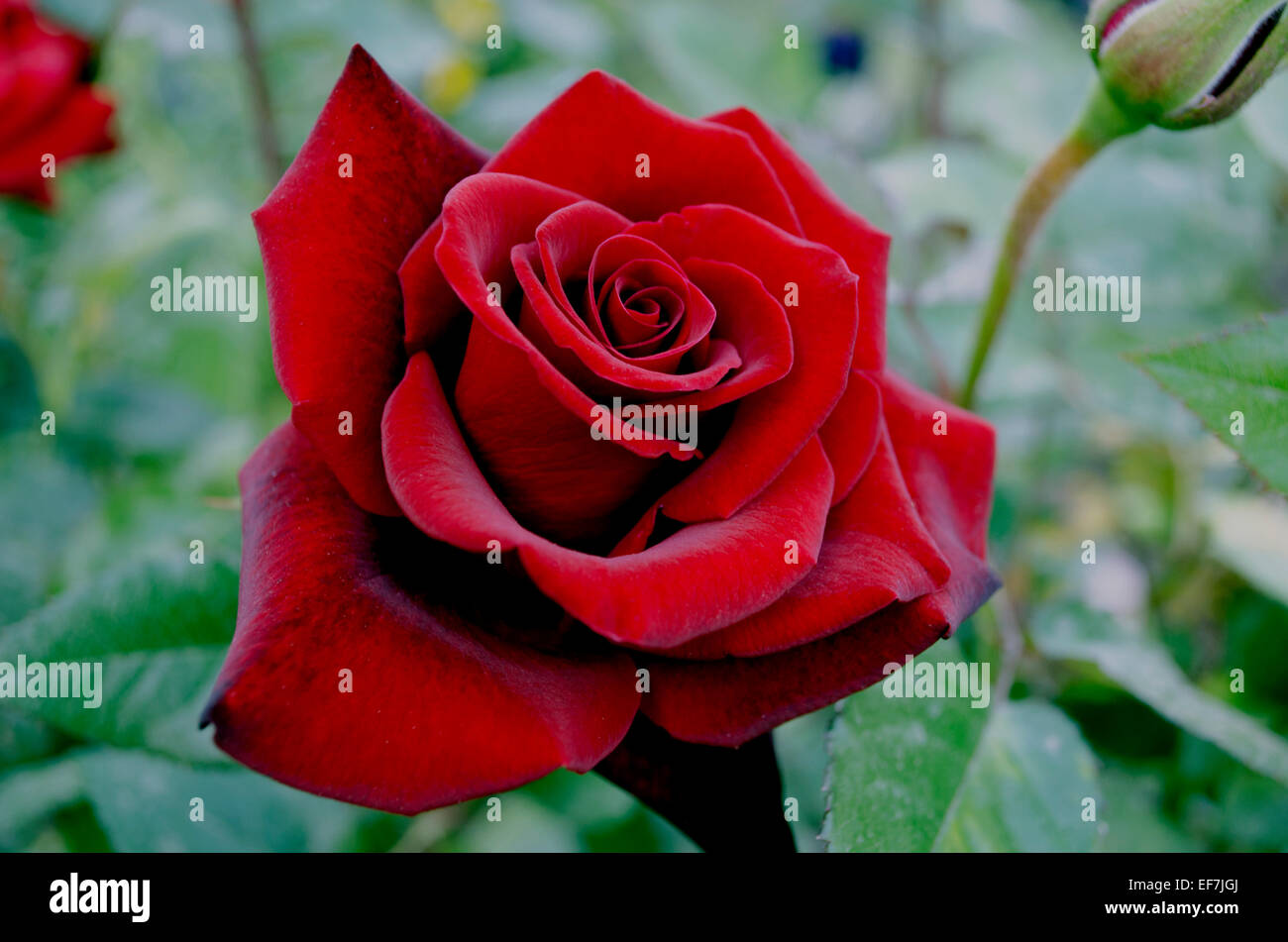 Large dark red rose with black veins on the petals Stock Photo - Alamy