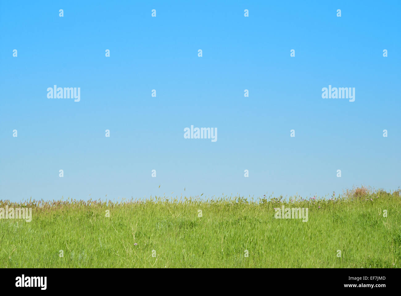 Green grass with blue sky and clouds Stock Photo - Alamy